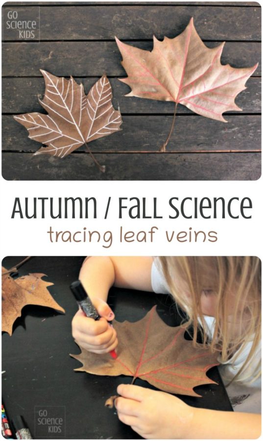 Autumn STEAM: tracing the veins of a leaf – Go Science Kids