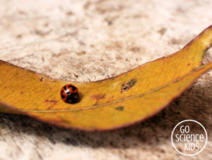 Anatomy of a ladybird craft - with movable elytra and hidden wings ...