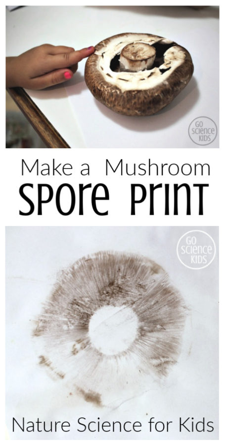 Mushroom Spore Prints: nature science for kids – Go Science Kids