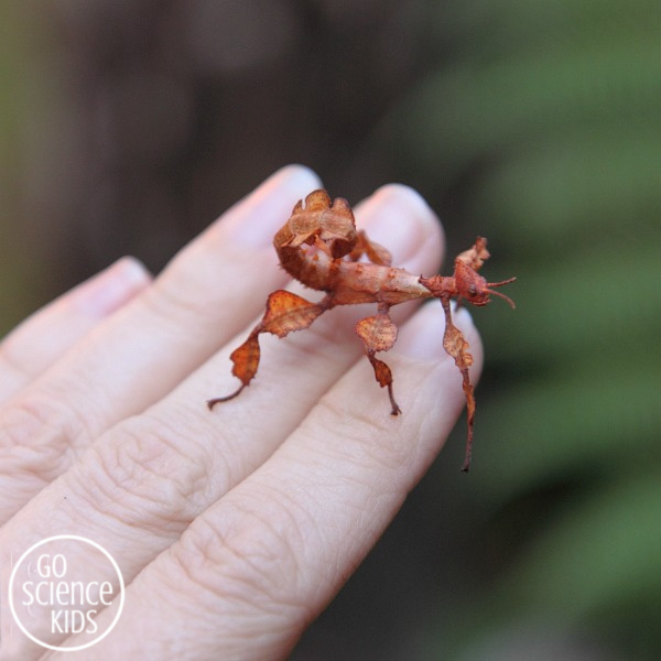 Life Cycle Of A Spiny Leaf Insect Leafandtrees