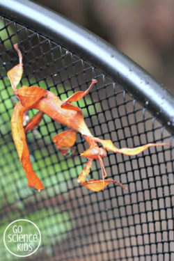 Why Spiny Leaf Phasmids Make Great Insect Pets {and how to make a DIY ...