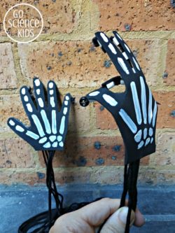 How to make a Skeleton Hand – Go Science Kids